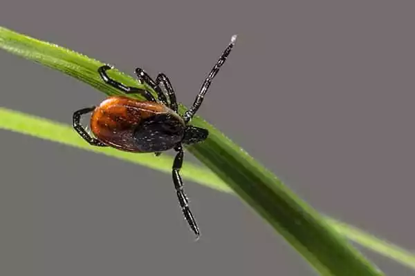 Guide to Avoiding Ticks in Illinois - Turf Care Enterprises
